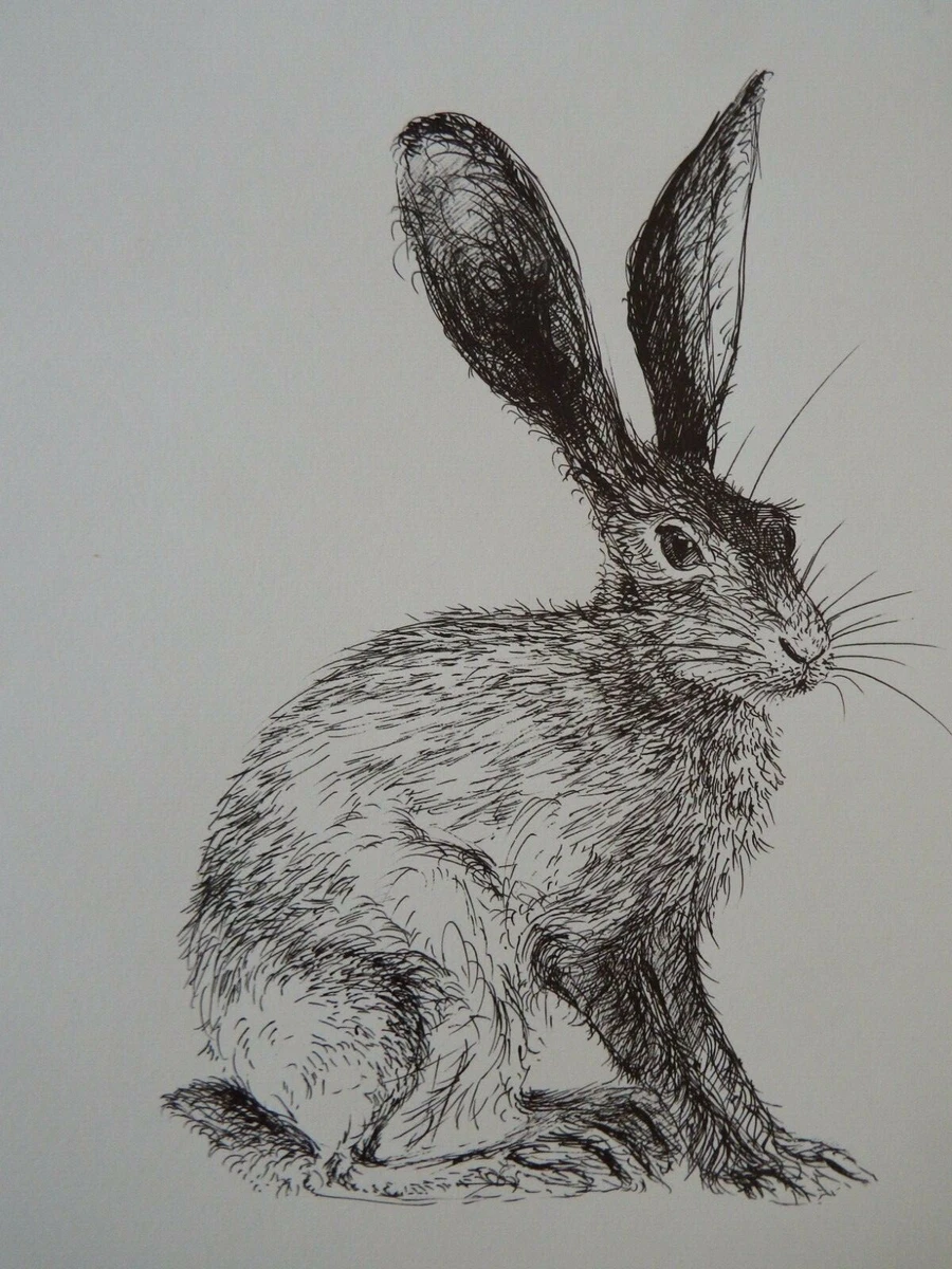 Rabbit Profile Drawing