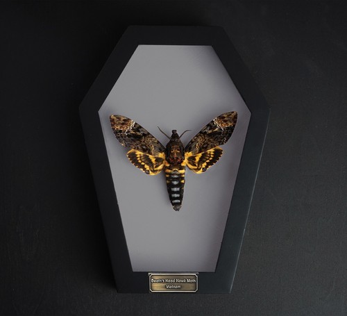 Gothic Decor Real Death Head Moth Coffin Framed Curiosities And ...