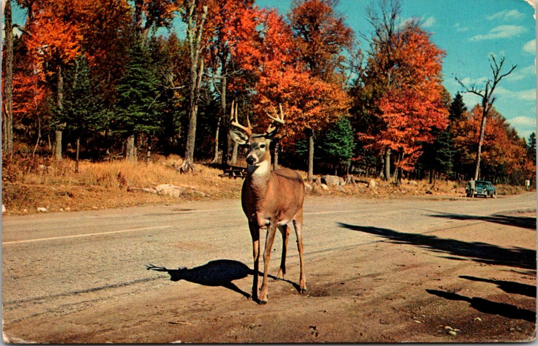Deer Poconos Mountains of Pennsylvania vintage postcard posted 1967 D6 ...
