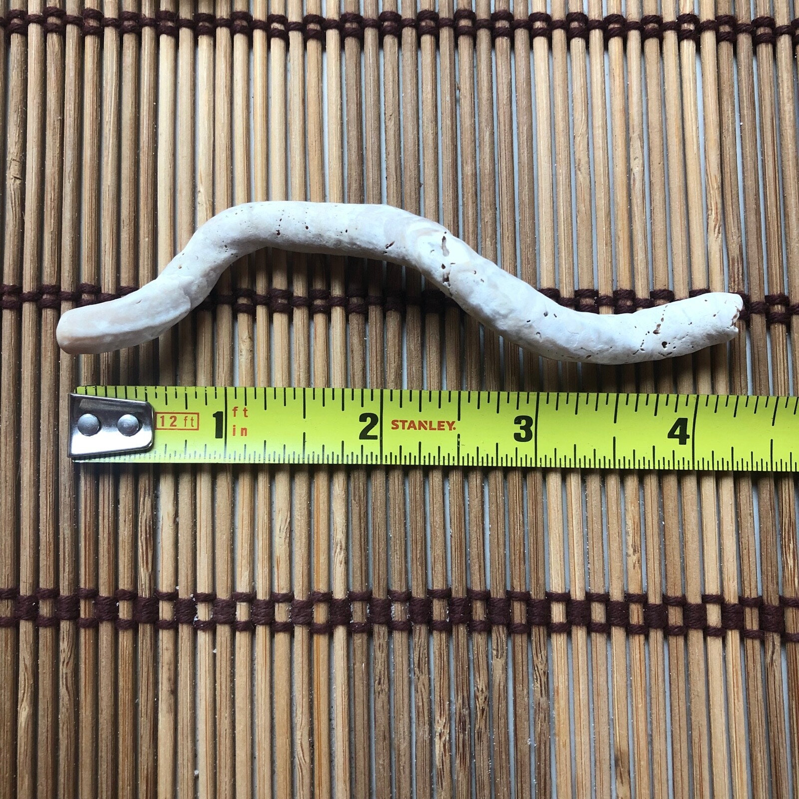 4.25" LARGE Worm Tube Sea Shell Curly Tubular Wormy FL Seashells ...