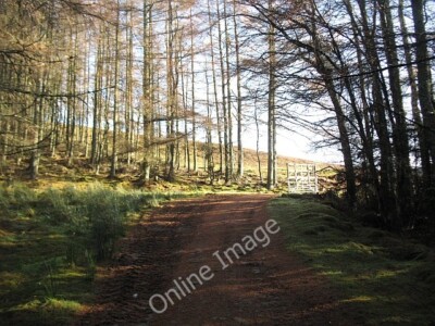 Photo 6x4 Forest edge, Craigiemeg Balnaboth/NO3166 The maps have yet to ...