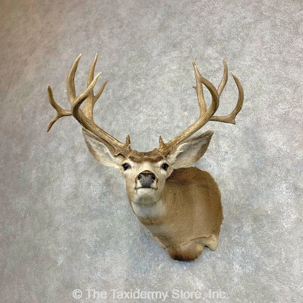 Mule Deer Taxidermy Forms