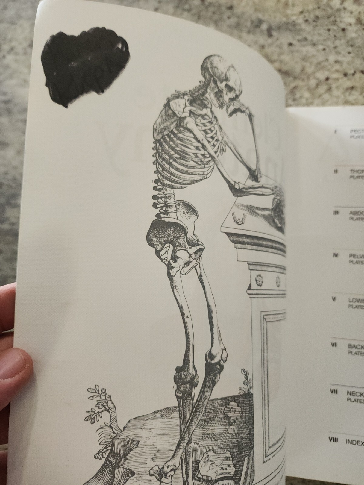 Clemente Anatomy a Regional Atlas of the Human Body 4th Edition | eBay