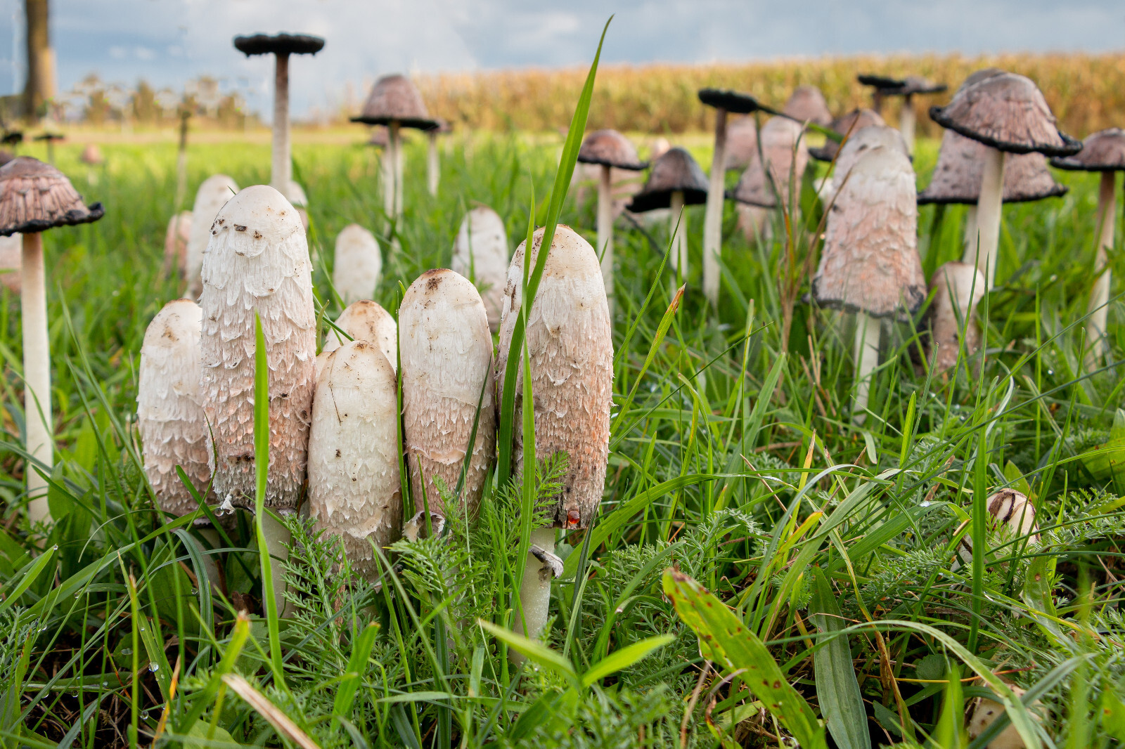 GRAIN SPAWN 100g mycelium mushroom Culture- Multiple species- shipped ...