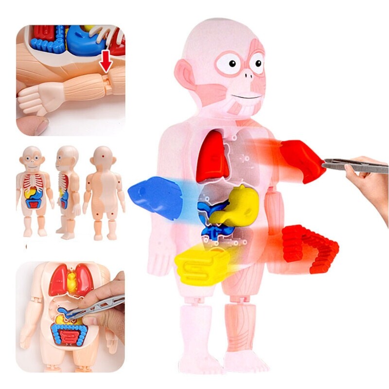 1Set for Creative Realistic Human Body Model Human Organ for ...