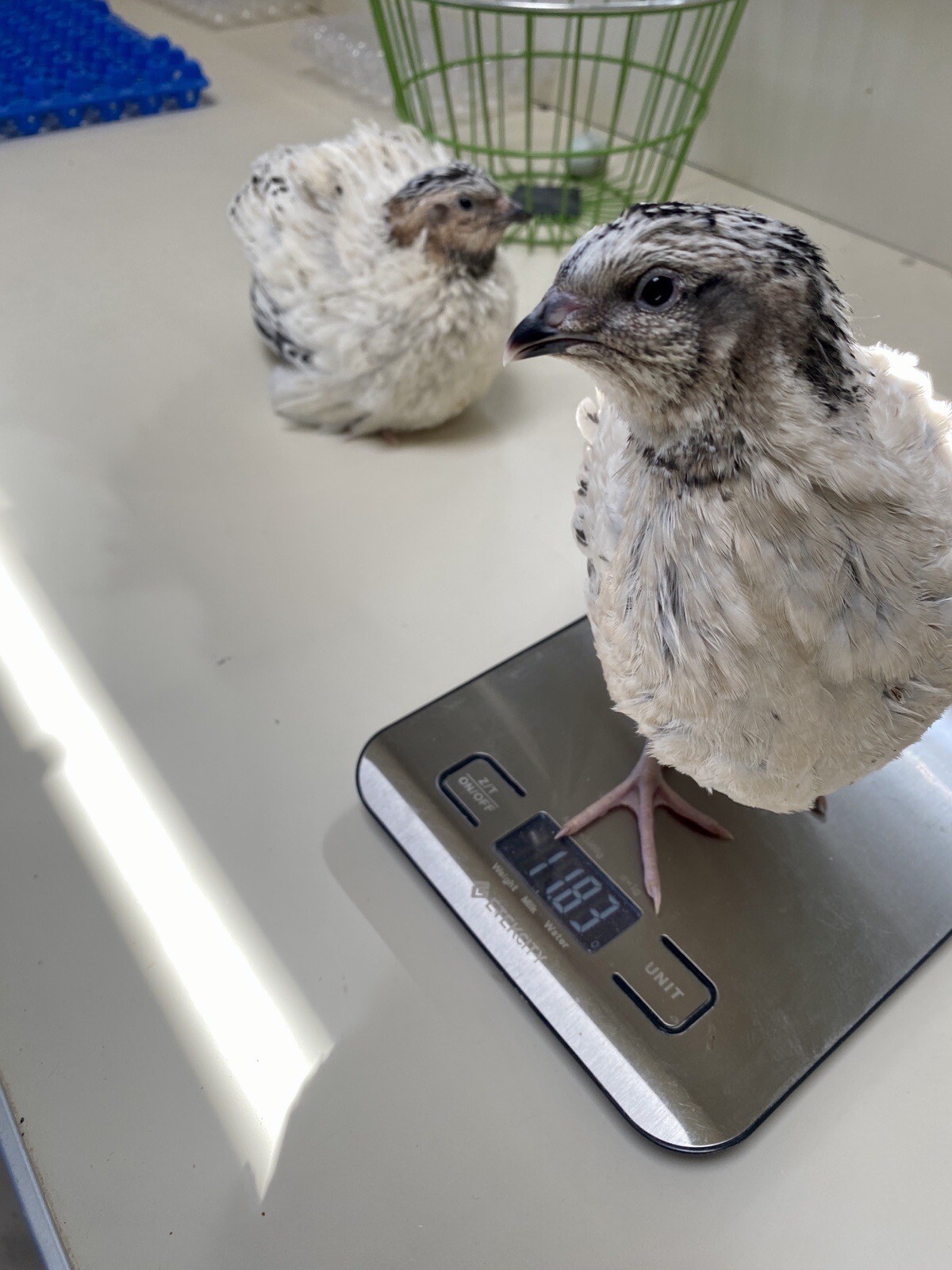 20 Jumbo Pearl Fee Coturnix Quail Hatching Eggs-Ships UPS 2nd Day Air ...