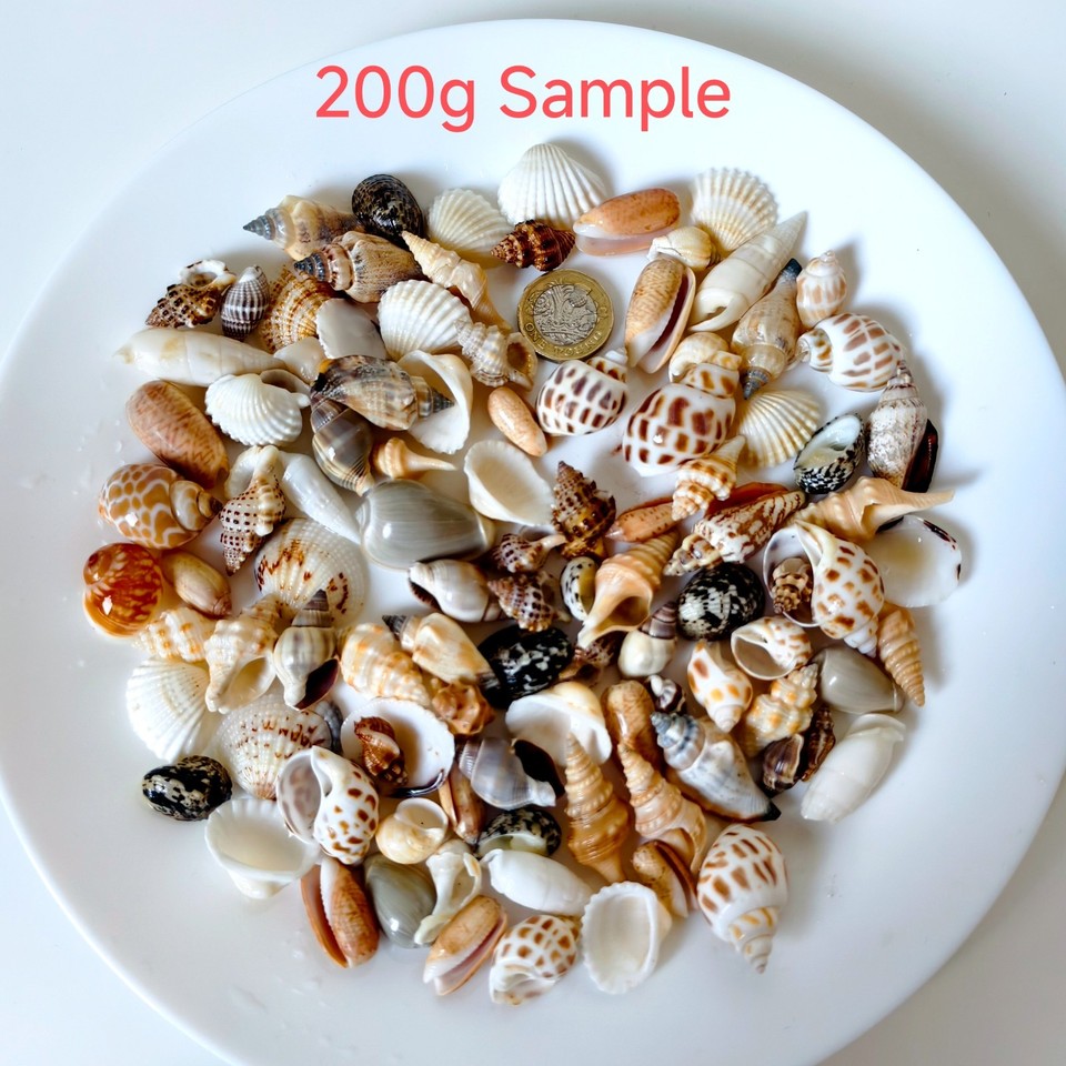 Mixed Sea Shells Conch Seashells 1-4cm Natural Beach Decor Craft ...