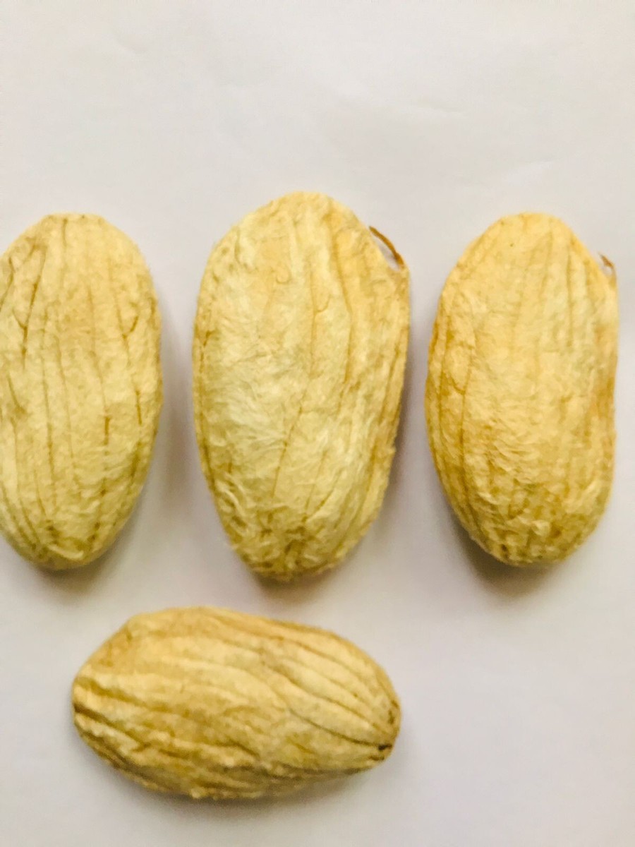 Mango Seeds