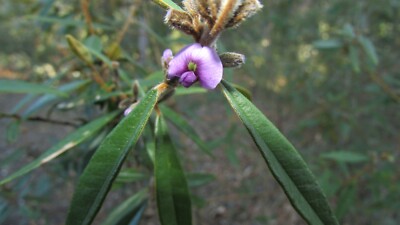 Hovea acutifolia 'Purple Pea Bush' Native Shrub Plant - 30+ Seeds ...