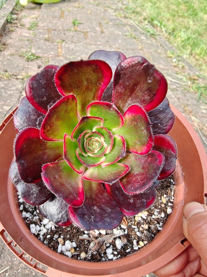 Aeonium Chanel Rooted plant - one rosette Variegated- choose size UK ...