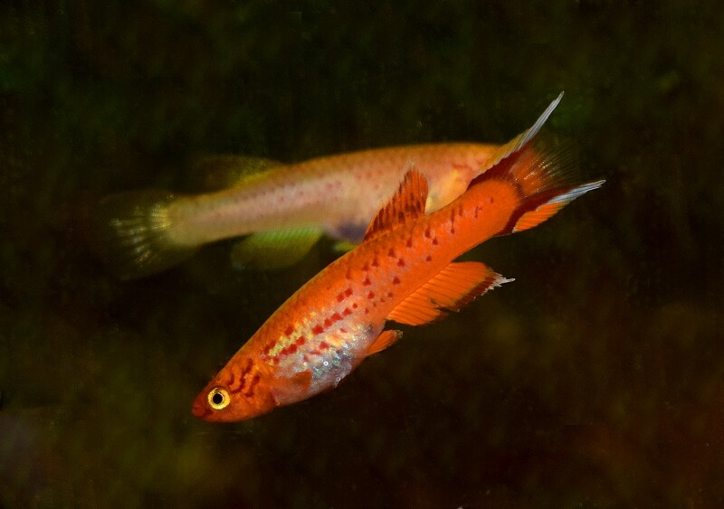 Killifish for sale >> killi.co.uk