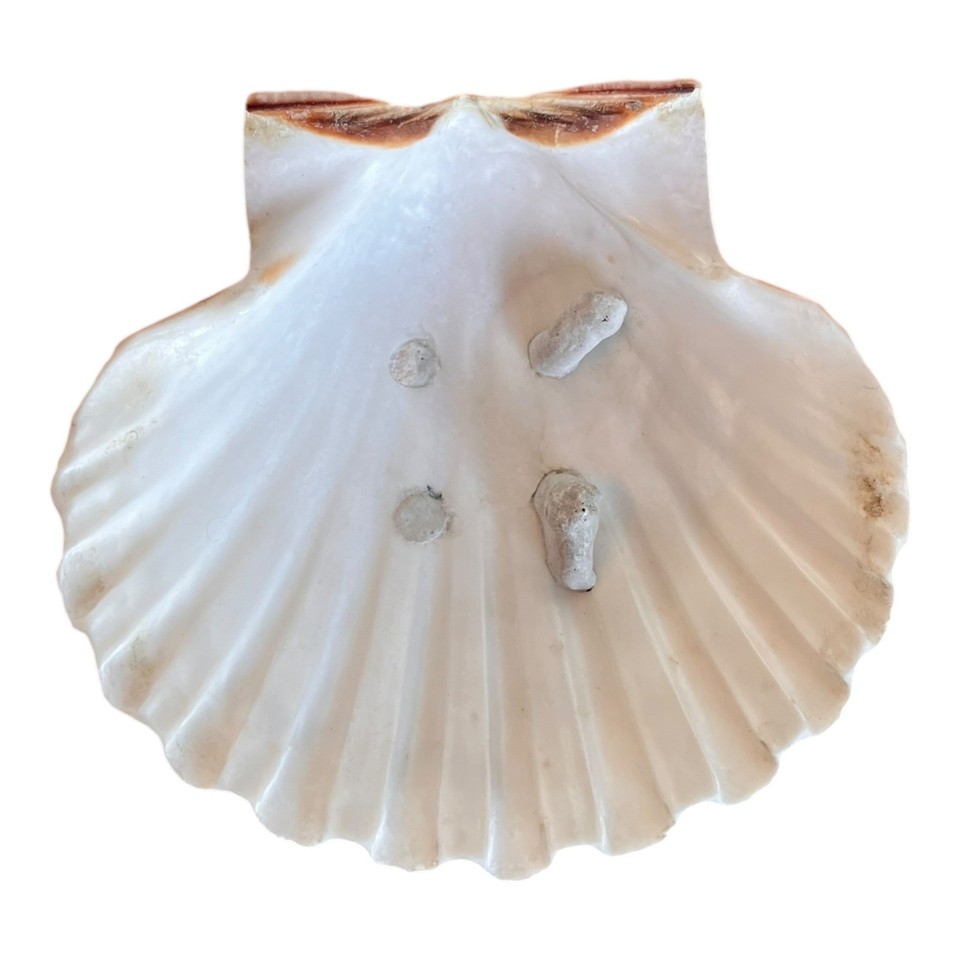 Antique Victorian Seashell Art with Bisque Figurine | eBay