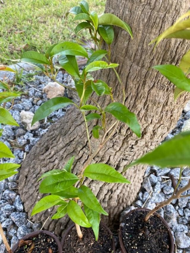PURPLE STAR APPLE SEEDLING FROM 12 TO 14" TALL (CHRYSOPHYLLUM CAINITO ...