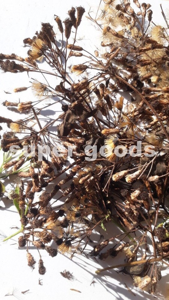 100PCS Seeds Mexican Dream Herb Calea Zacatechichi Lucid Dream Herbal ...