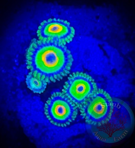 SAF~ “WYSIWYG” Rasta Zoanthid Frag, Palythoa, Paly, Zoa, Coral Colony ...