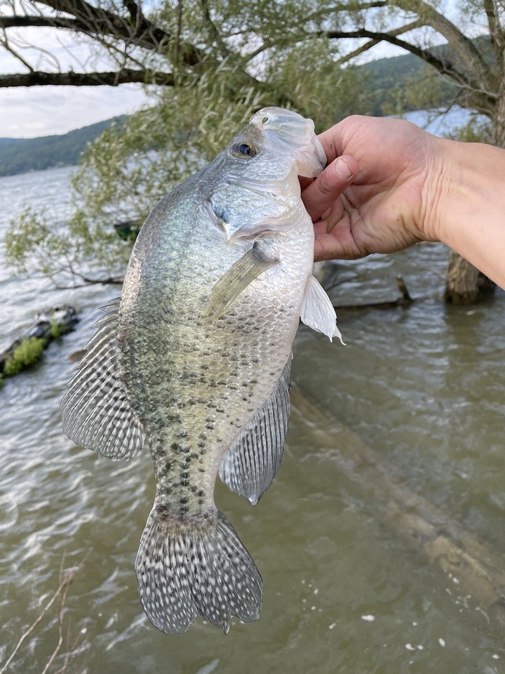 2” Paddle Tail Swimbait Soft Plastic Keitech Style Perch Crappie ...