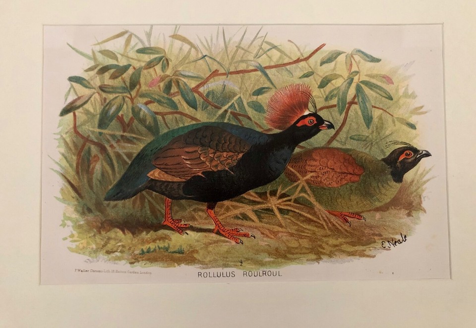 Vintage E. Neale "Rollulus Roulroul" Pheasants Matted Art Print 1915 | eBay