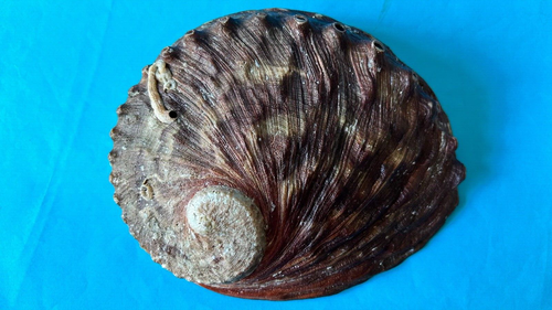 SEASHELL HALIOTIS CONICOPORA F+++ 168 MM | eBay