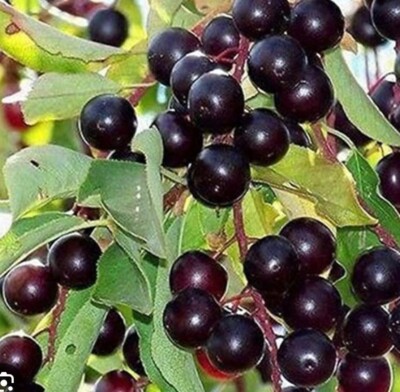 Organic Capulin tree seeds, 10 seeds from 2024 harvest. Semilla de ...