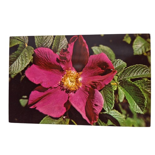 Postcard Sitka Rose Beautiful Wild Flower Sitka Alaska Chrome Unposted ...