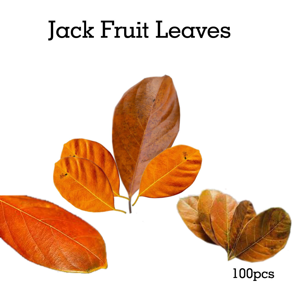 Jack Fruit Tree Leaves
