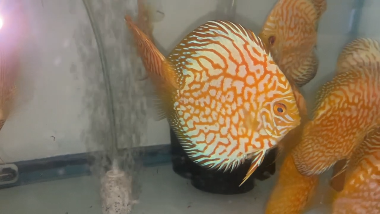 Pack of 3 - Yellow Checkerboard Discus 4" | eBay