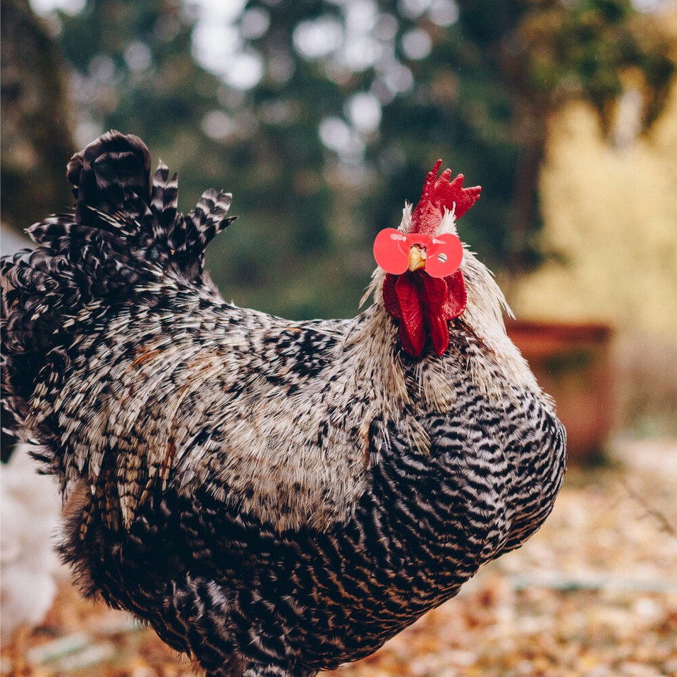 100 Chicken Breeding Glasses Red Lens Poultry Blinders Pet Peepers ...