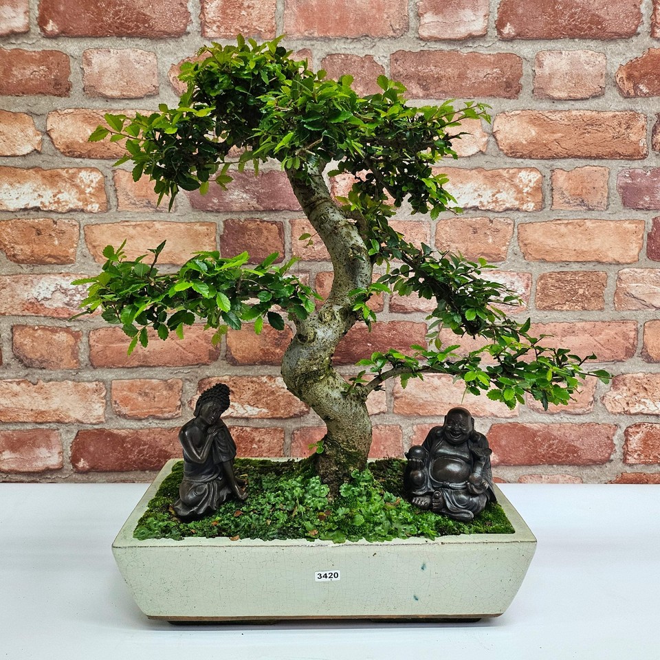 Large Chinese Elm (Ulmus Parvifolia) Bonsai Tree | Shaped | In 35cm Pot ...