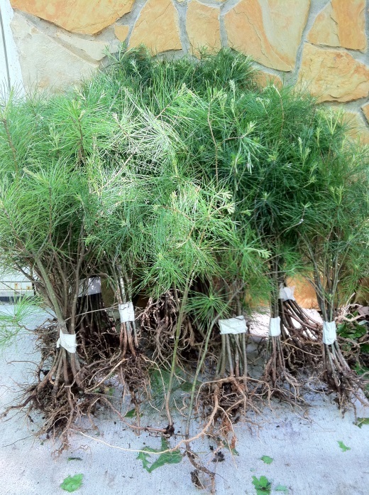 (2) Winter Fresh Evergreen Eastern White Pine 20" to 22" starter tree ...
