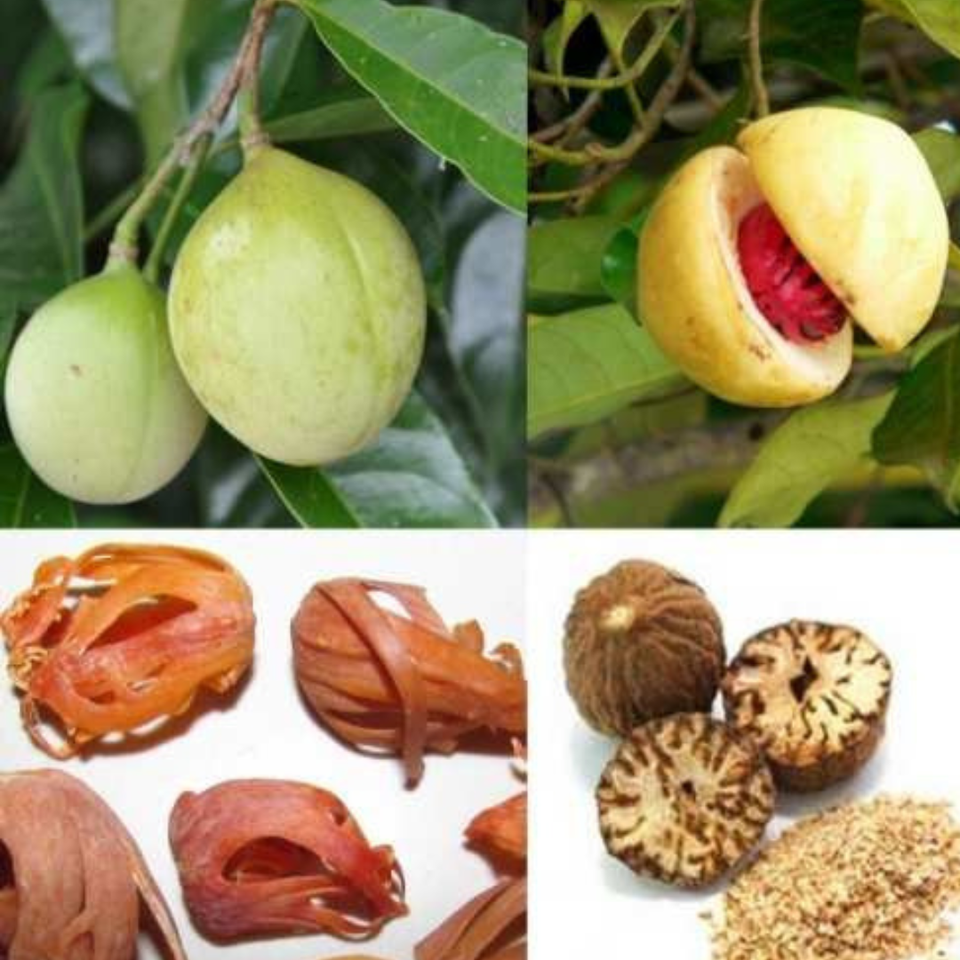Ceylon Nutmeg | Whole Seeds | Organic High Quality Natural Herbs ...
