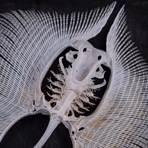 Real Stingray Skeleton, Butterfly shaped ray, manta taxidermy, Stingray ...