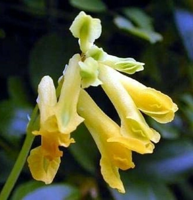 Corydalis Lutea Yellow Bleeding Heart Garden Live Plant 20 Seeds | eBay