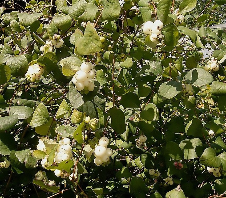 Snowberry Shrub, Symphoricarpos albus, Seeds (Fast, Hardy, Ornamental ...