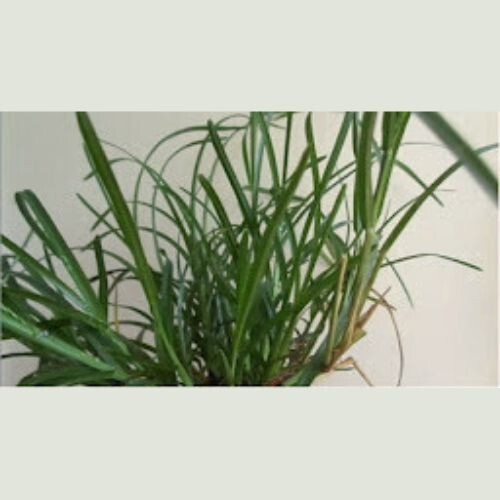 50g Dried Goose Grass Paragis Plant Eleusine Indica Herb Natural ...