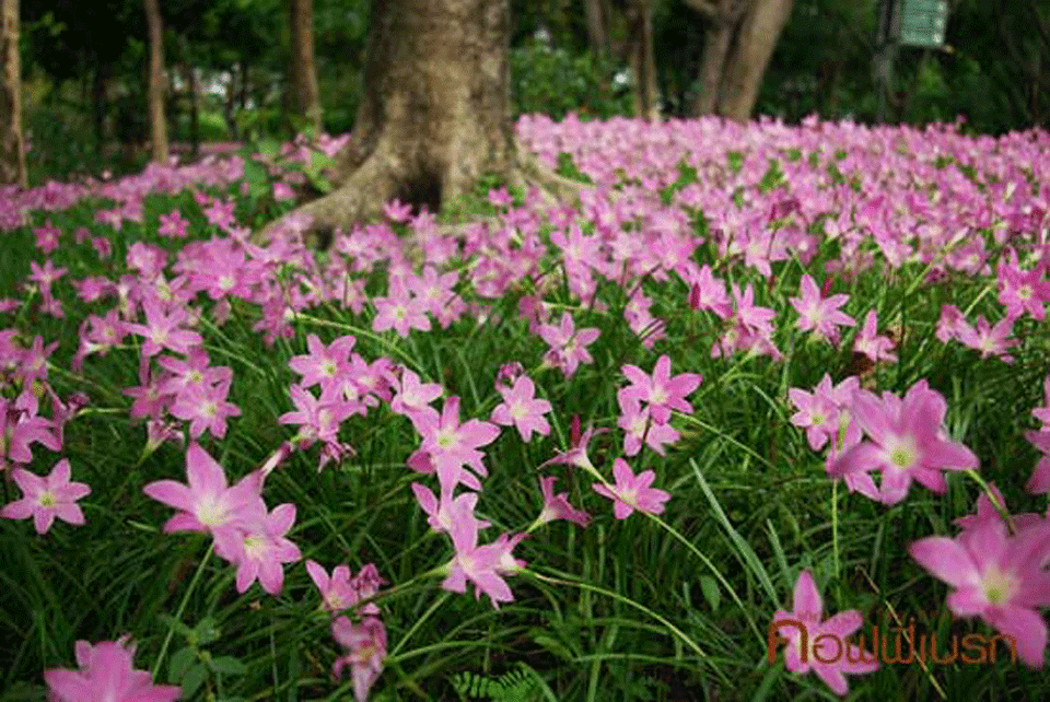5 BULBS PIM CHOMPOO RAIN LILY ZEPHYRANTHES ROSEA .FLOWERING SIZE. | eBay