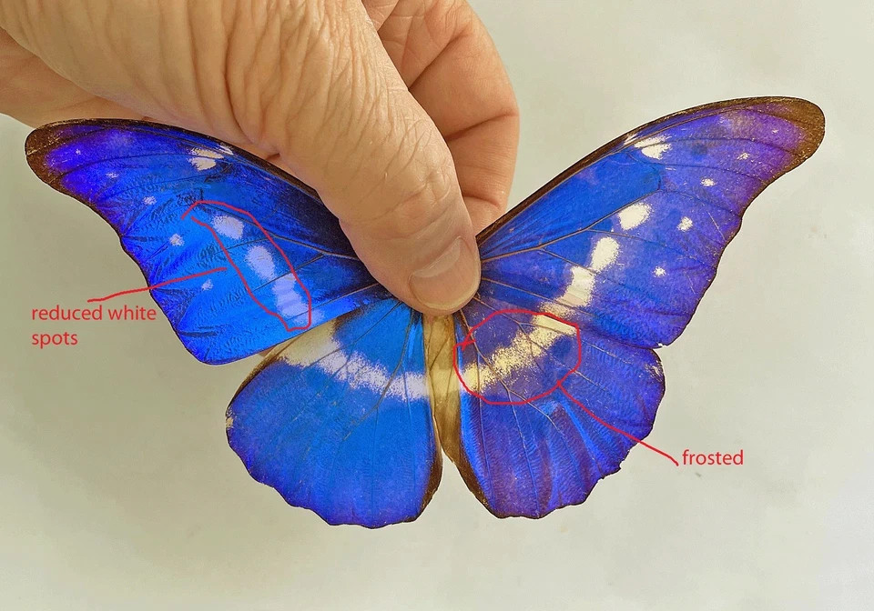 MORPHO RHETENOR HELENA***male RAR form with "frostet" white band on ...