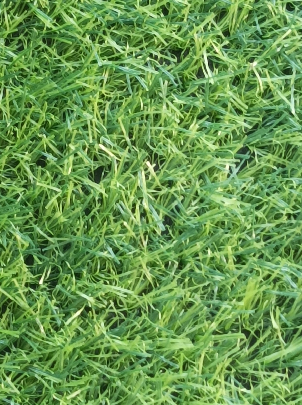 Synthetic Grass Artificial Turf Lawn 10 m2 Roll,2m x 5m; 2m to 25m ...