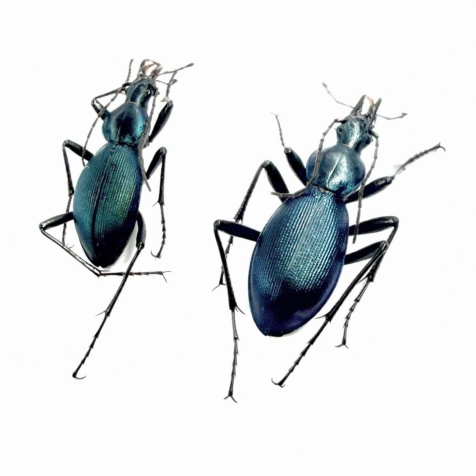 Colorful Carabidae Specimen丨【Very rare】Carabus potanini ×2 (Pair?) A1 ...