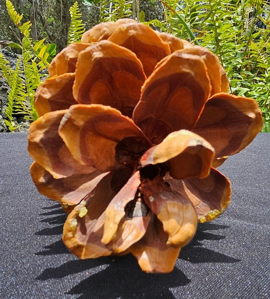 Giant Oregon Coulter Pine Cone Extra Large Huge Washed & Baked Clean | eBay