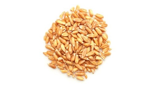 Yupik Organic Spelt Kernels 2.2lb Non-GMO Kosher Vegan Raw Hulled ...