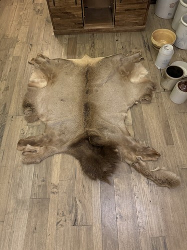 Gorgeous Elk Taxidermy, Cape, Hide | eBay