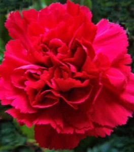 NEW! 30+ SCARLET RED CARNATION FLOWER SEEDS / PERENNIAL | eBay
