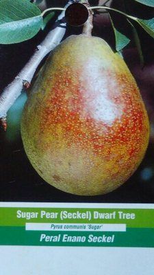 4'-6' SUGAR PEAR (SECKEL) Dwarf Tree New Plant Healthy Fruit Trees ...