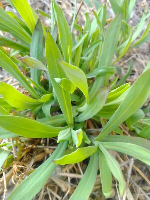 500 Semi Stridolo silene. .sculpit ( semi italiani ) | eBay