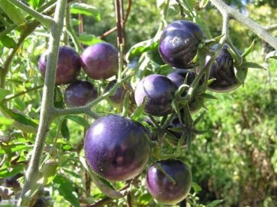 RARE 8 graines de TOMATE CERISE INDIGO BOSQUE BLUE (Lyc. esc.)K60 ...