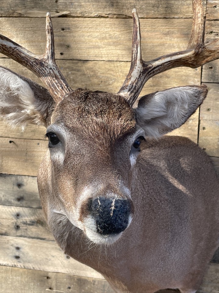Shoulder Mount 10 Point White Tail Deer Real Antler Buck Taxidermy | eBay