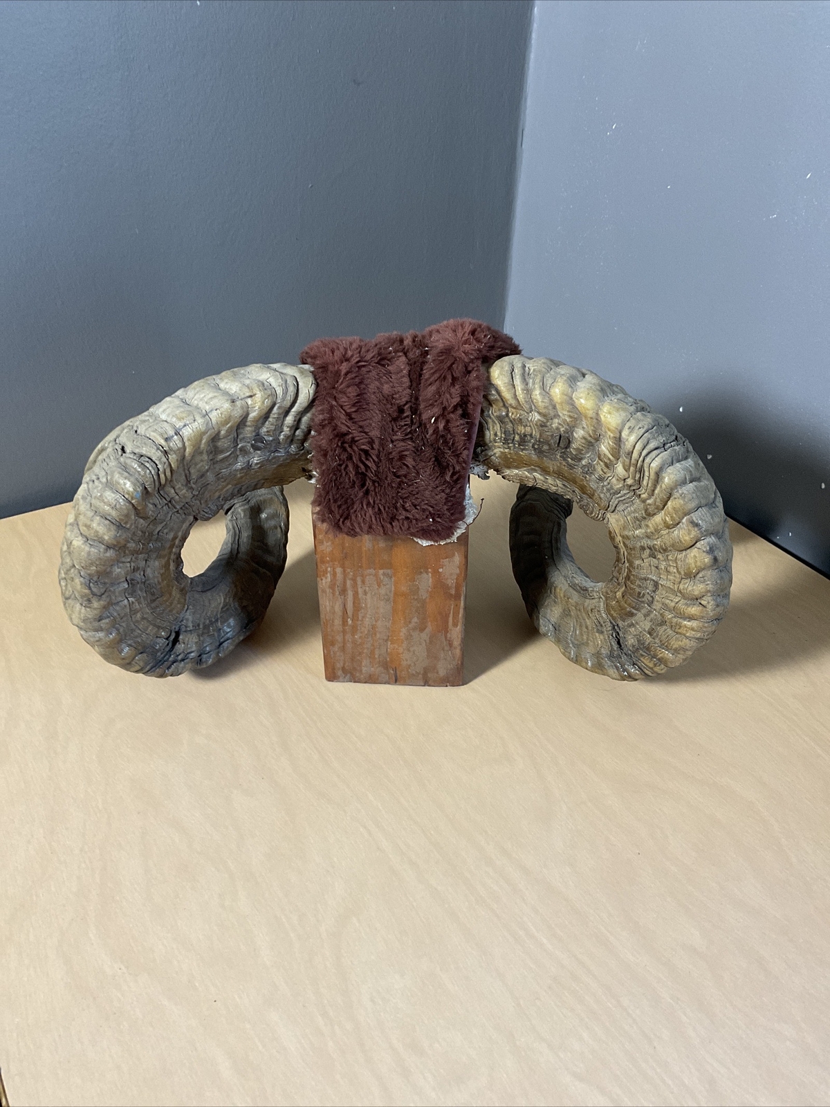 Long Horn Sheep Ram Bighorn Pair Horn Taxidermy Cabin Lake House Wall ...