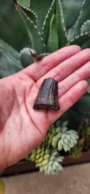 Large Tylosaur Mosasaur Tooth Ozan Formation Cretaceous Period ...