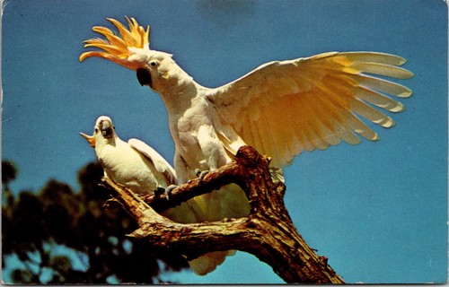 Postcard Beautiful White Cockatoos - Parrot Jungle, Miami Florida ...