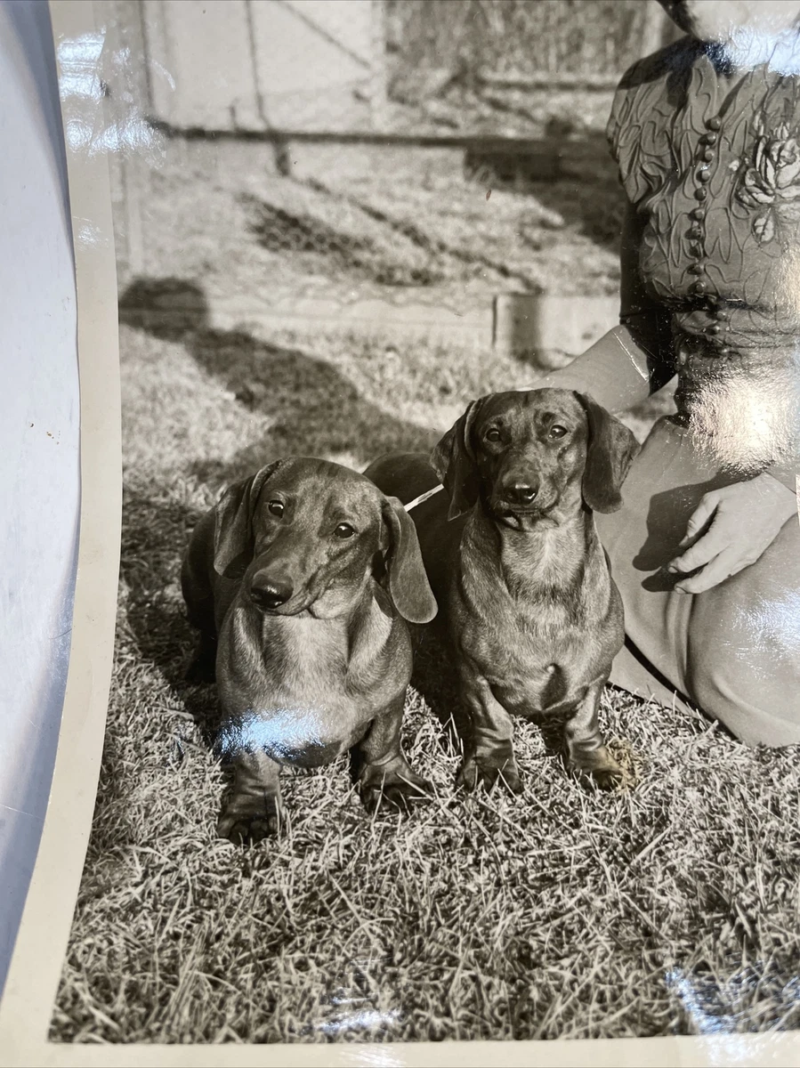 Black And White Dachshund